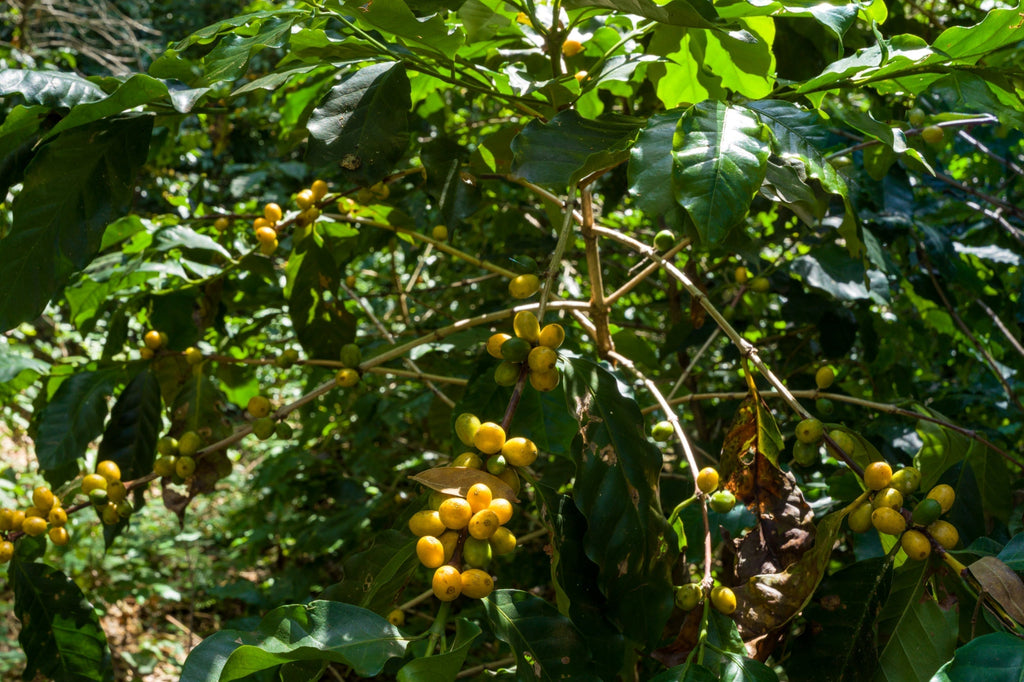Regenerative Farming: A Sustainable Future for Coffee – Coffee Supreme AU